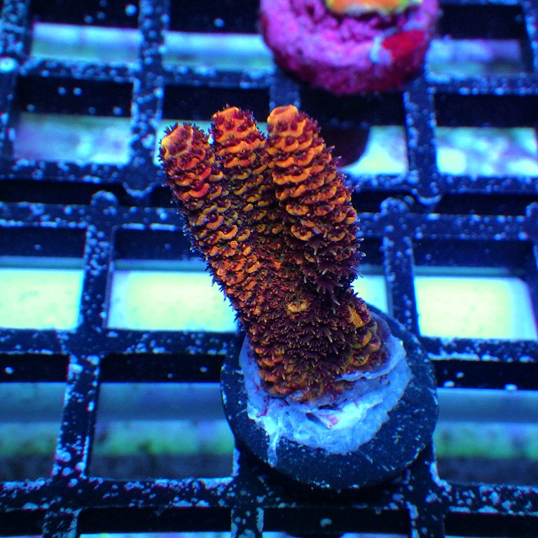 REx Crimson Gold Sunset Mille — Reef Exclusive MA LLC