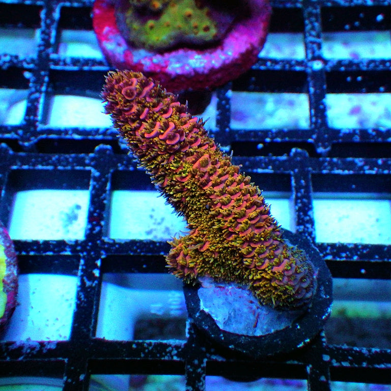 REx Crimson Gold Sunset Mille — Reef Exclusive MA LLC