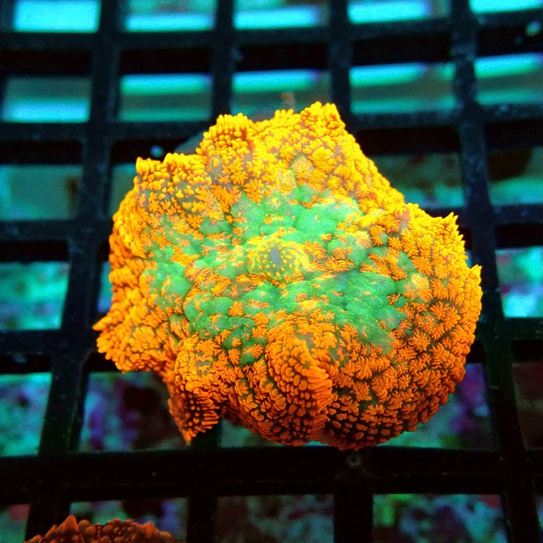 Rhodactis Red Green Center Ultra — Reef Exclusive MA LLC