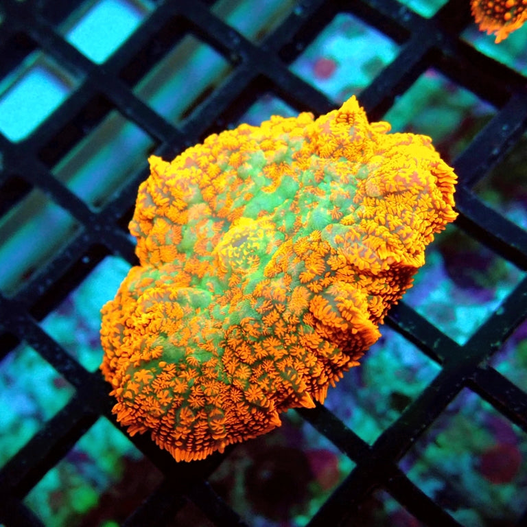 Rhodactis Red Green Center Ultra — Reef Exclusive MA LLC