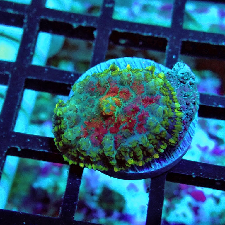 Rhodactis Green Red Center Fuzzy — Reef Exclusive MA LLC