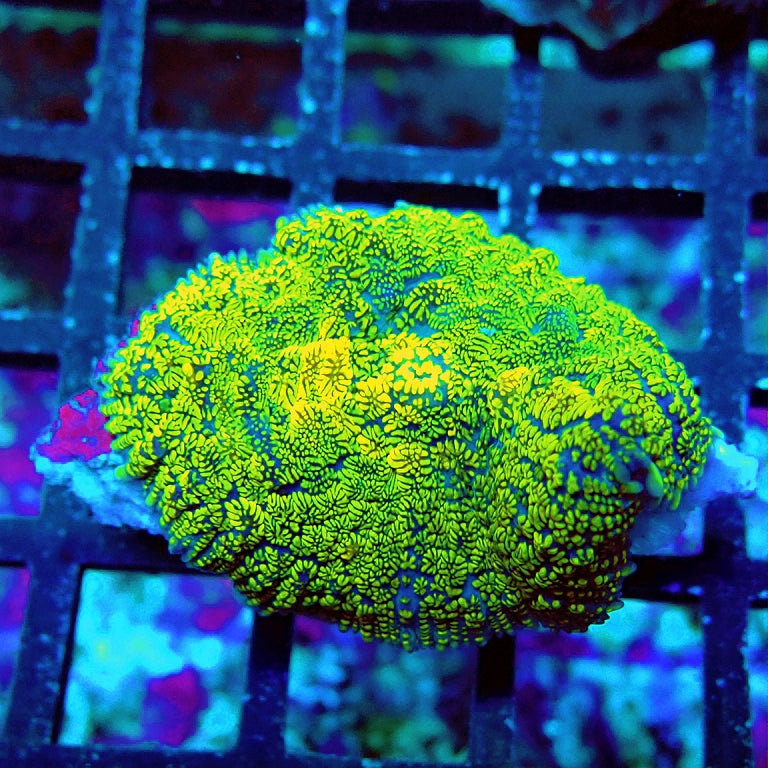 Rhodactis Fuzzy Neon Metallic — Reef Exclusive MA LLC