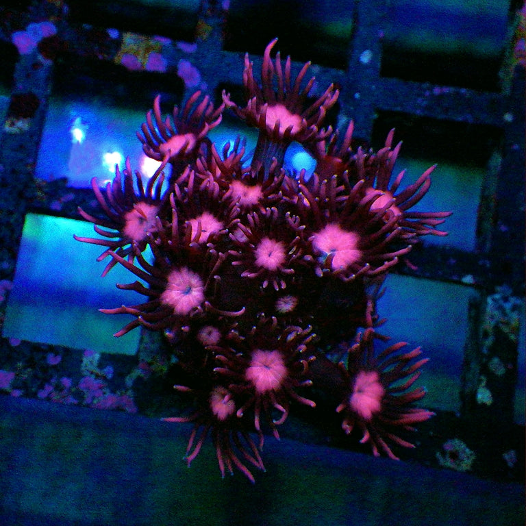 Goniopora Super Ultra Gonis for $125 - Large selection of WYSIWYG ...