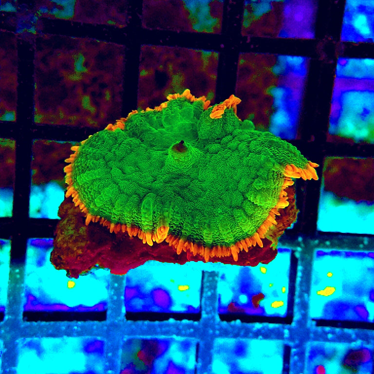 Rhodactis Super Green Metallic — Reef Exclusive MA LLC