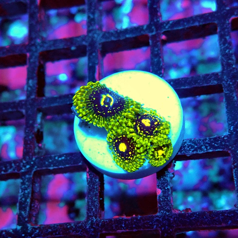 Bright Zoas Zoas for $35 - Large selection of WYSIWYG marine aquarium ...