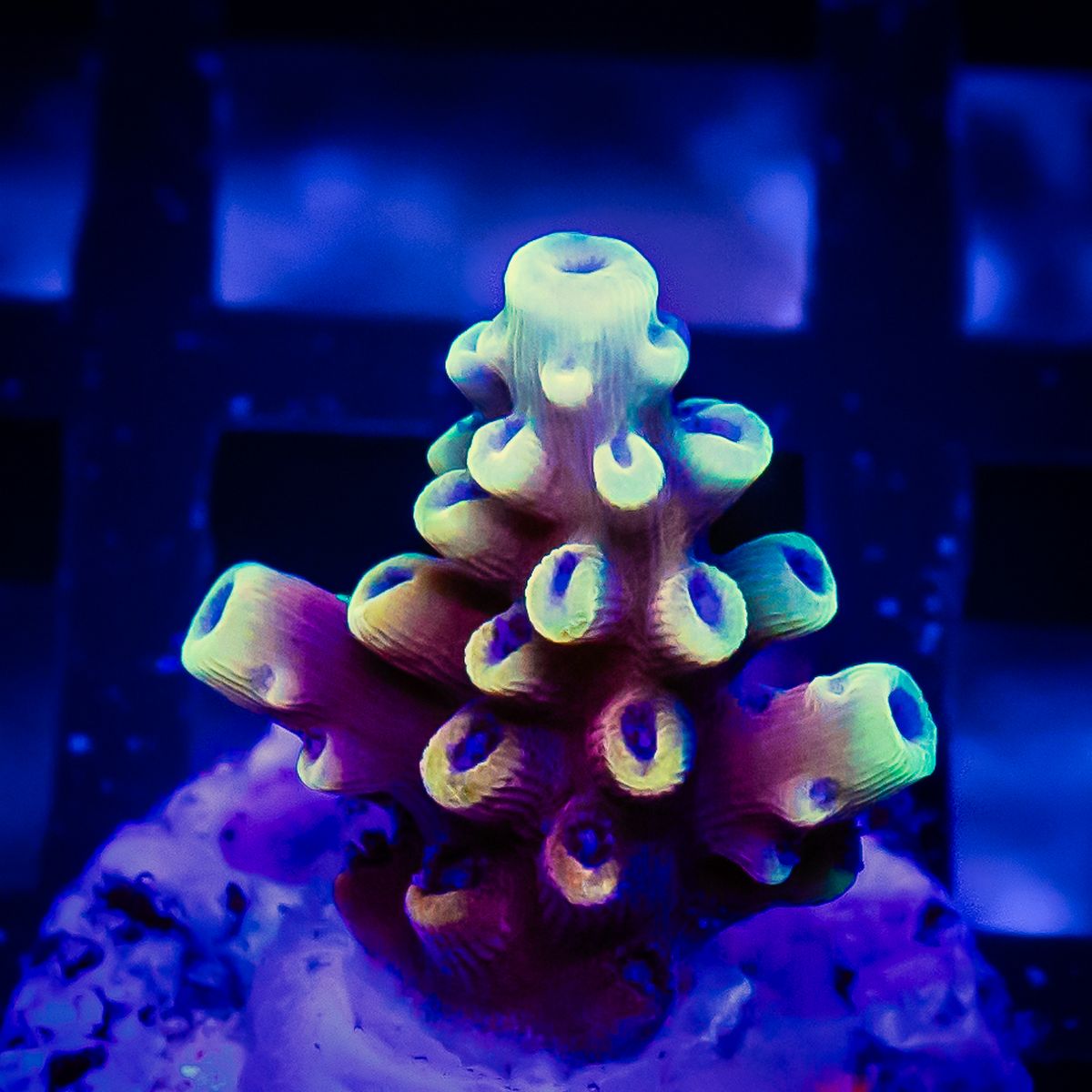 REx Pink Cadillac Acro Acros Coralsfor $100 - Large selection of ...