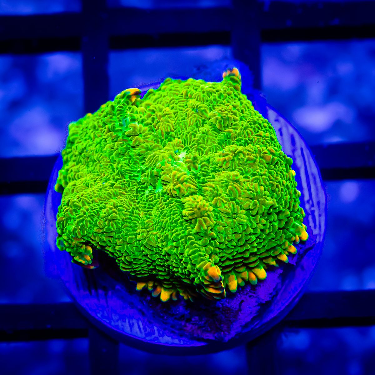 Discosoma Ultra Orange WYSIWYG Coralsfor $35 - Large selection of ...