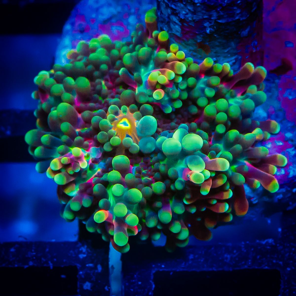 Ricordea Yuma Ultra — Reef Exclusive MA LLC