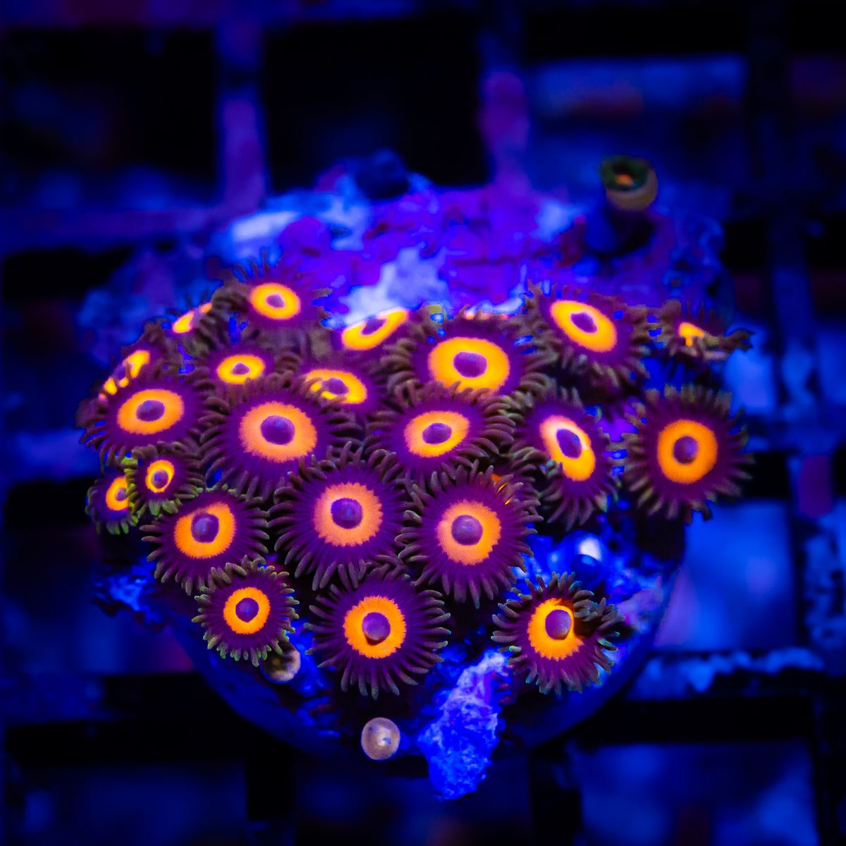 Ultra Zoas — Reef Exclusive MA LLC