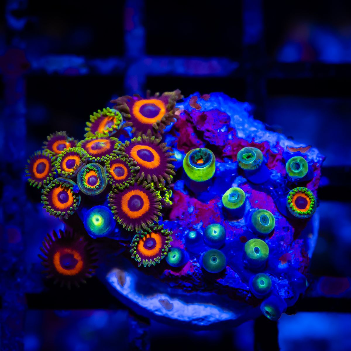 Ultra Zoas — Reef Exclusive MA LLC