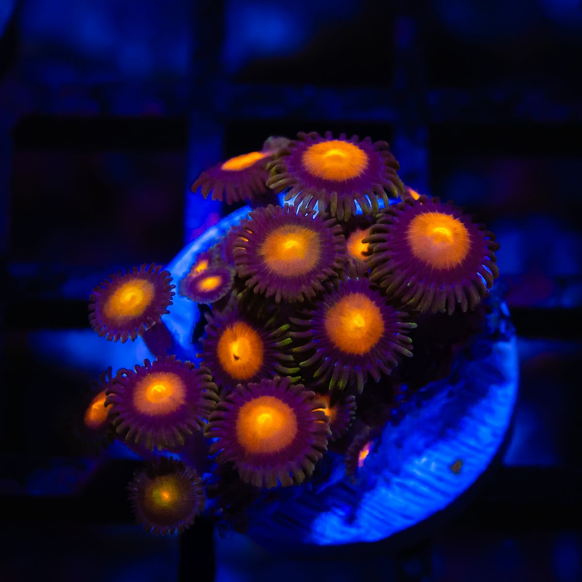 Ultra Zoas — Reef Exclusive MA LLC