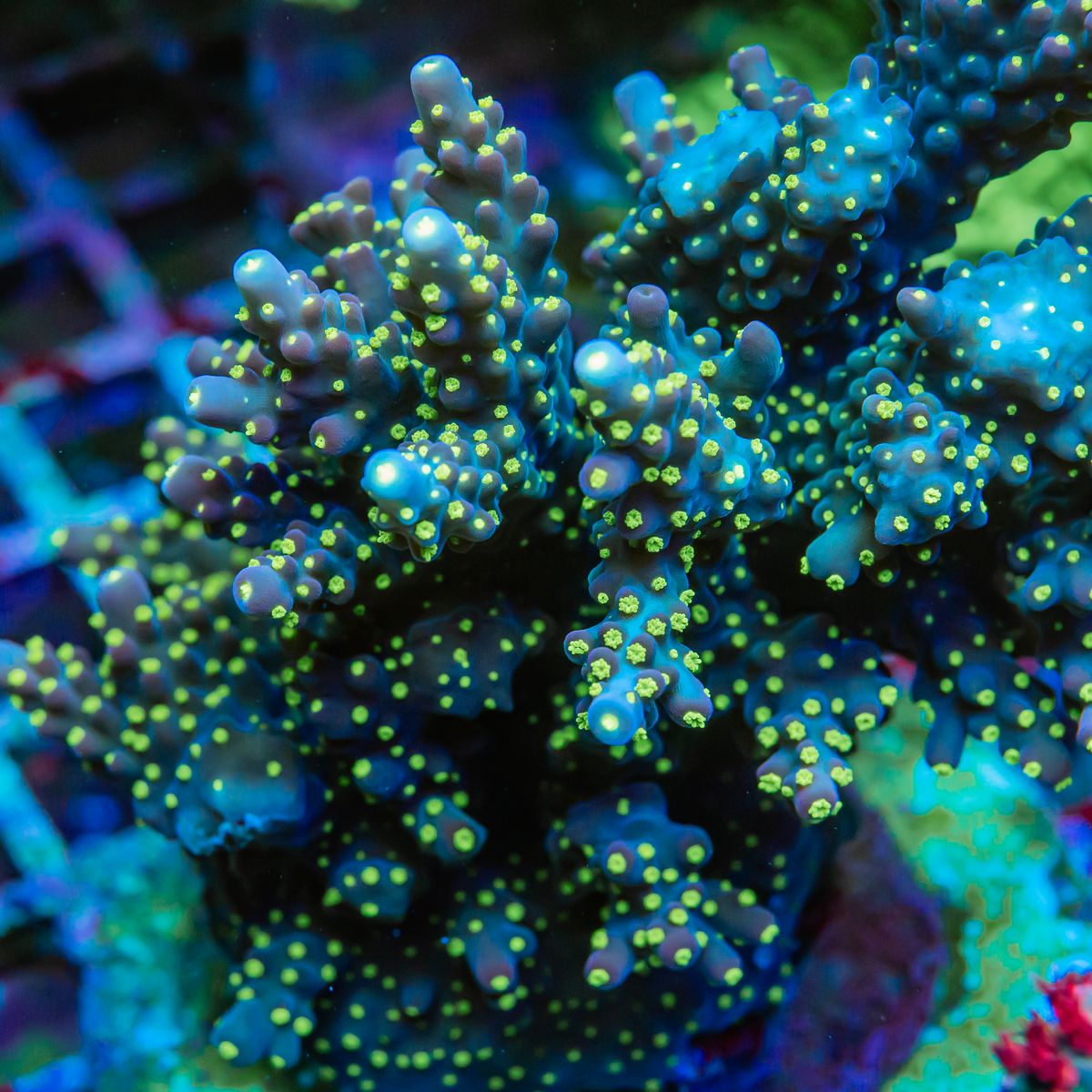 REx Blue Galaxy Acro — Reef Exclusive MA LLC