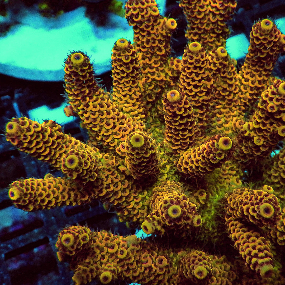 REx Crimson Gold Sunset Mille — Reef Exclusive MA LLC