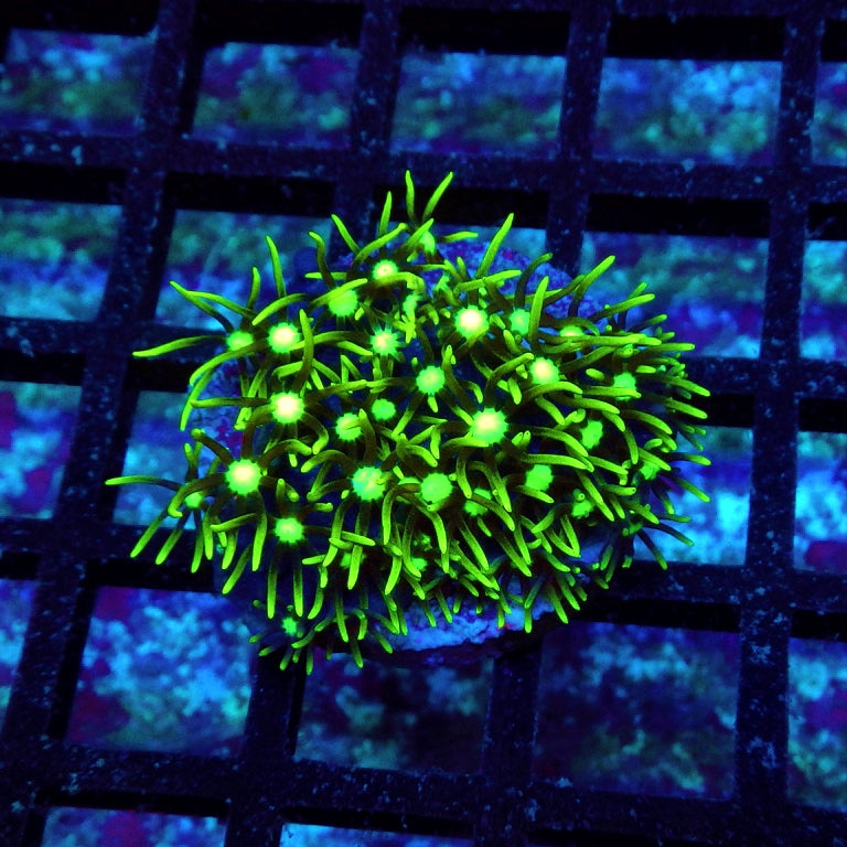 Green Star Polyp Coral Other Softies for $50 - Large selection of ...