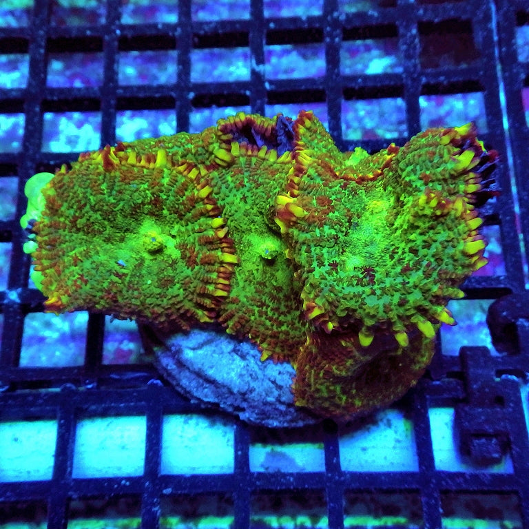 Turquoise Blue Rhodactis Mushroomsfor $7 - Large selection of WYSIWYG ...