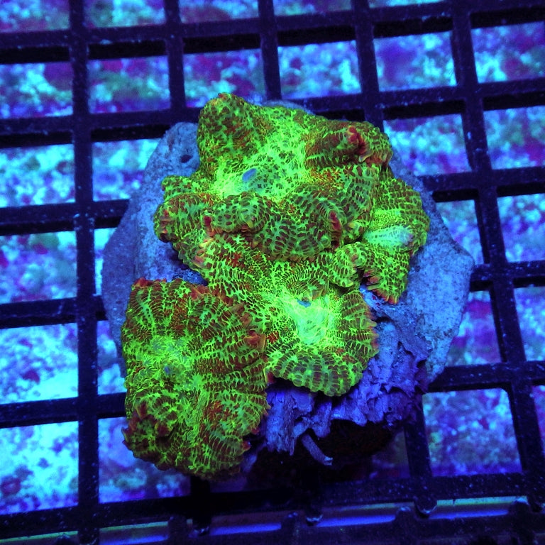 Ultra Rhodactis Colony — Reef Exclusive MA LLC