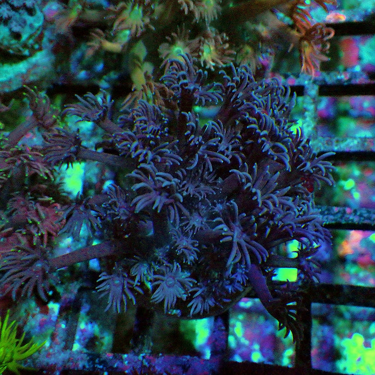 Goniopora Ultra Gonis for $85 - Large selection of WYSIWYG marine ...