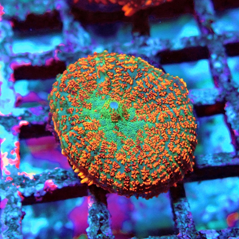 Red Green Dark Ultra Rhodactis — Reef Exclusive MA LLC