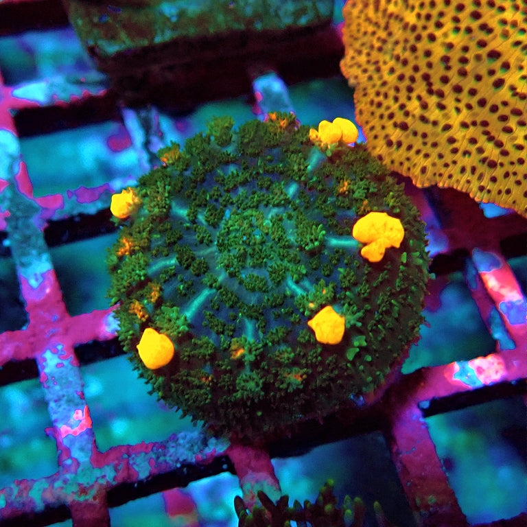 Flame Bubble Fuzzy Rhodactis — Reef Exclusive MA LLC