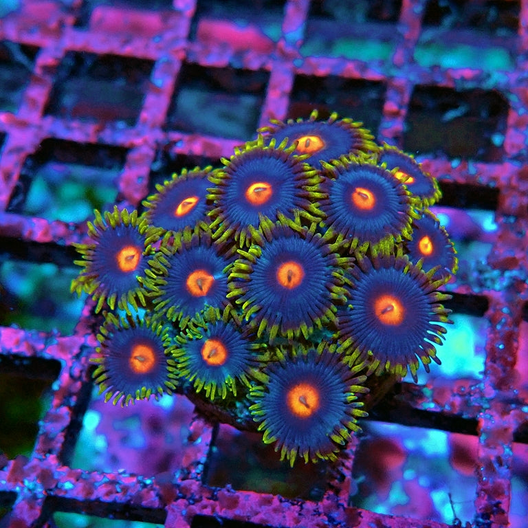 Ultra Zoas Frag 0046 — Reef Exclusive MA LLC