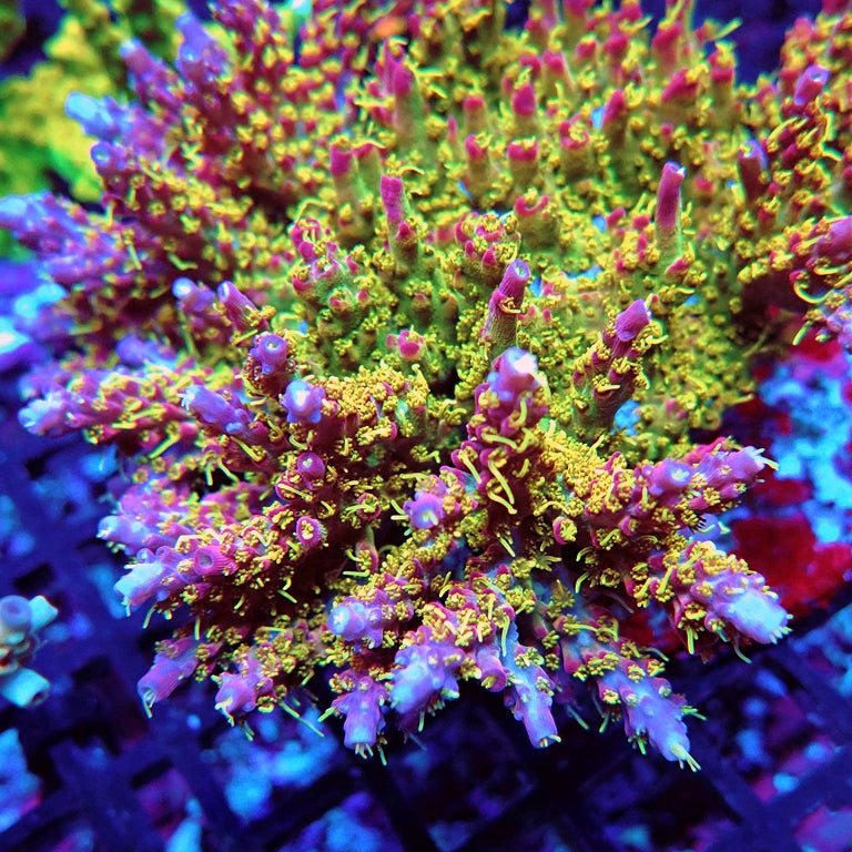 REx Rainbow Worms Acro — Reef Exclusive MA LLC