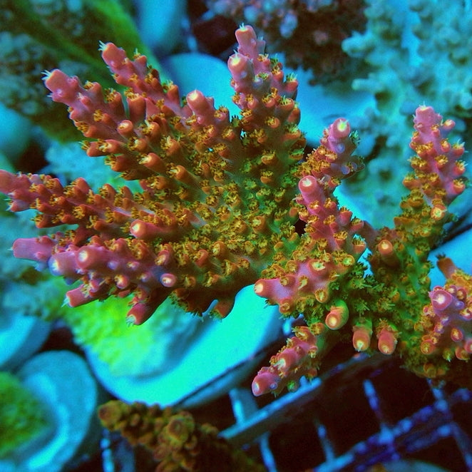 REx Berry Tree Acro — Reef Exclusive MA LLC