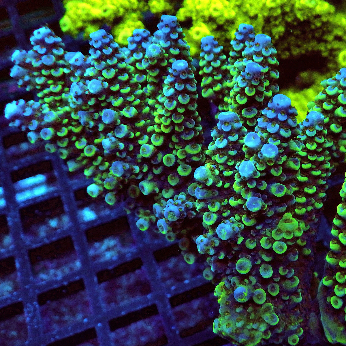 REx Confetti Blue-Green Acro — Reef Exclusive MA LLC