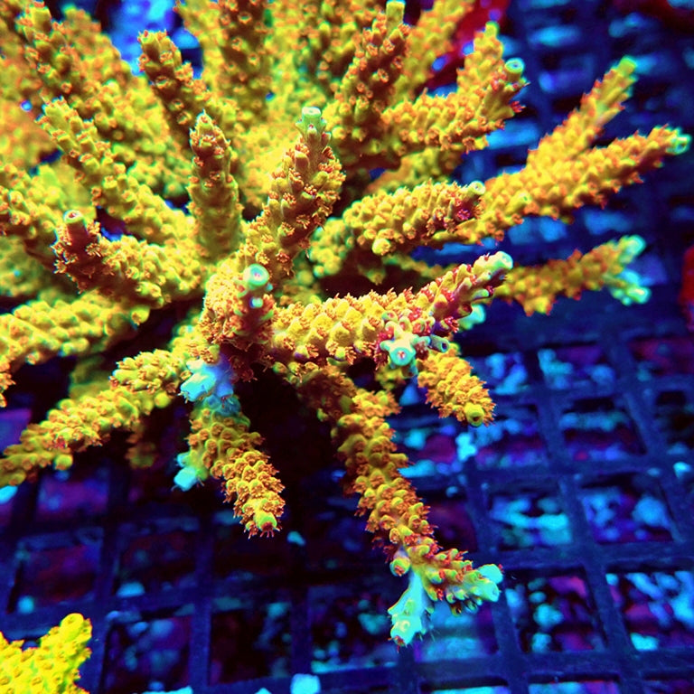 REx Fast Beautiful Guy Acro — Reef Exclusive MA LLC