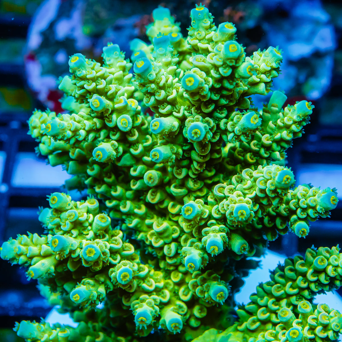 REx Green-Blue Tenuis Acro — Reef Exclusive MA LLC
