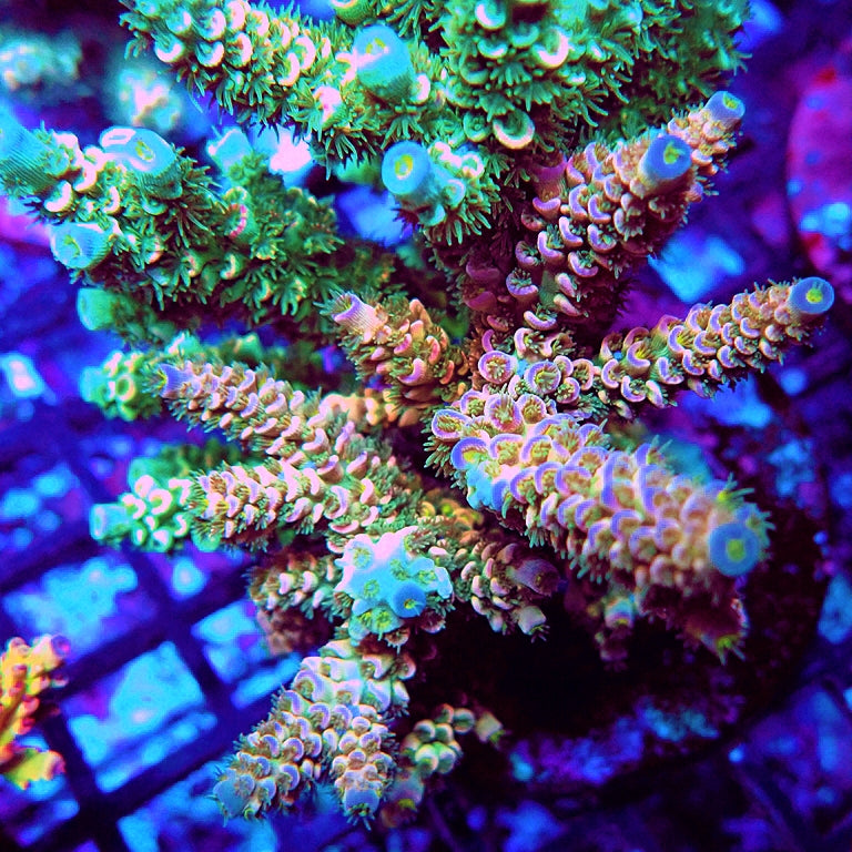 REx Pink Green Blue Tenuis Acro — Reef Exclusive MA LLC