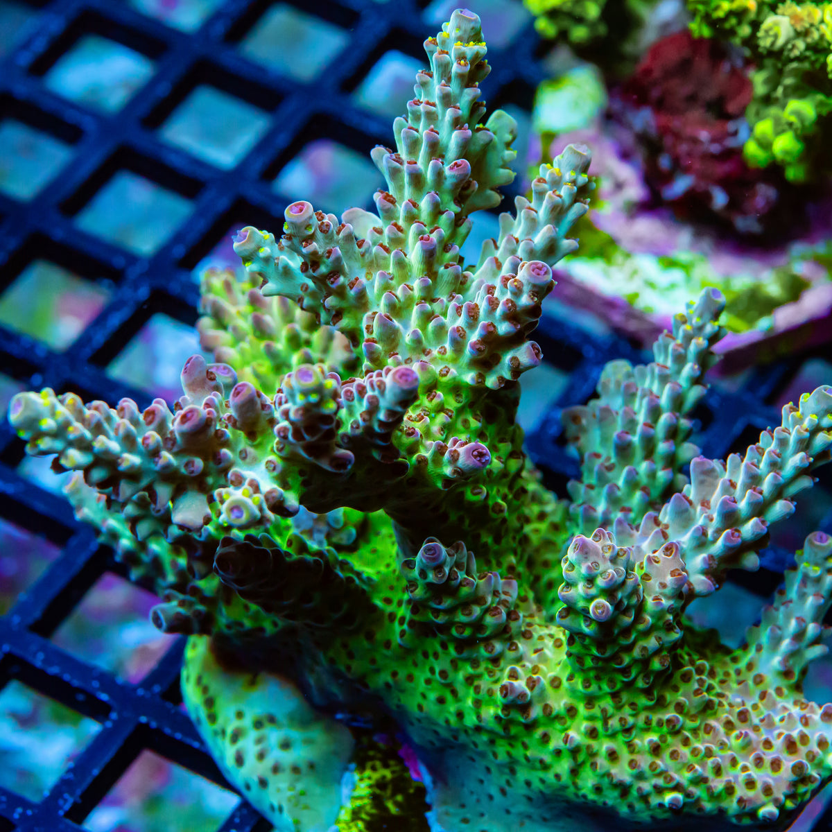 REx Sharp Contrast Acro — Reef Exclusive MA LLC