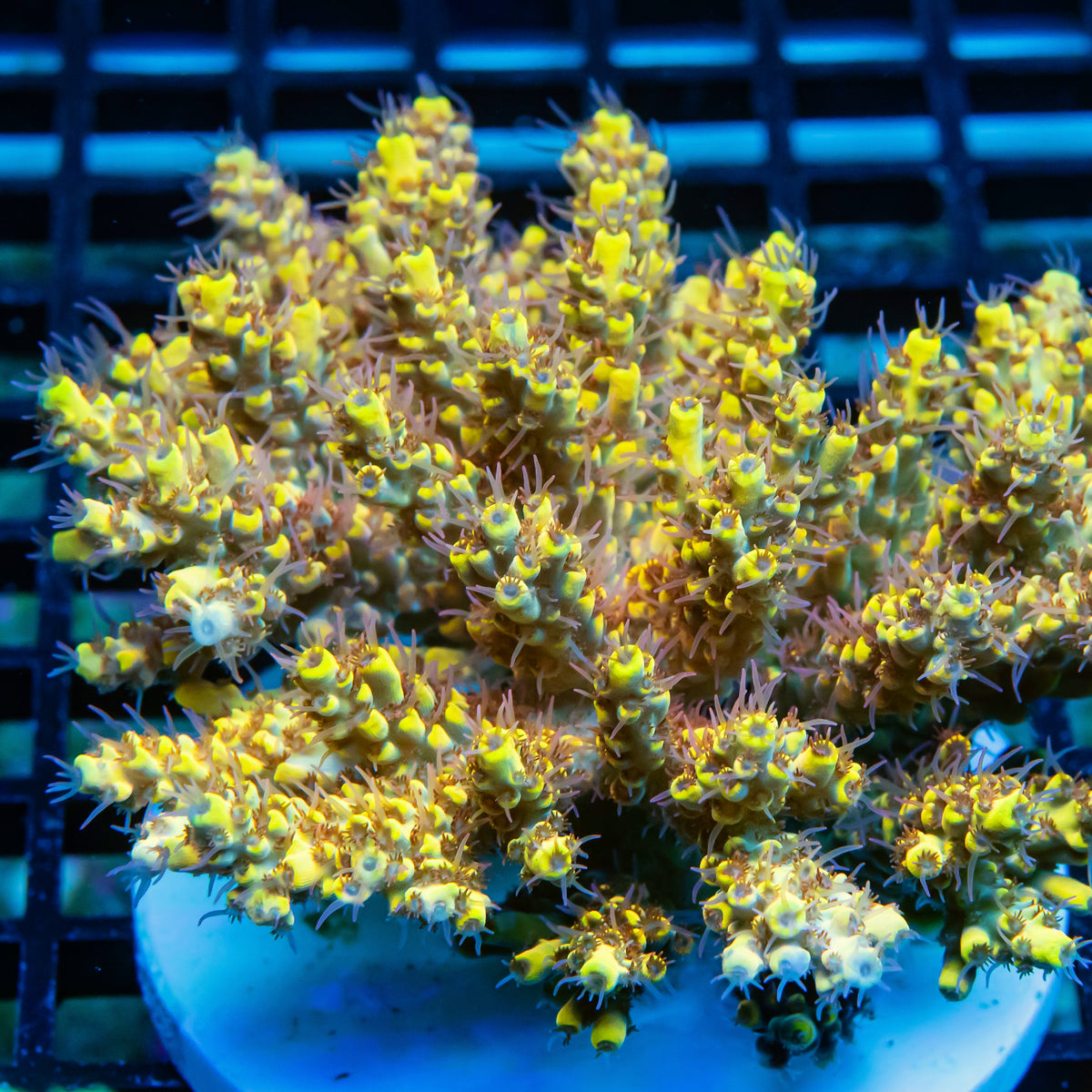 REx Super Yellow Pikachu — Reef Exclusive MA LLC