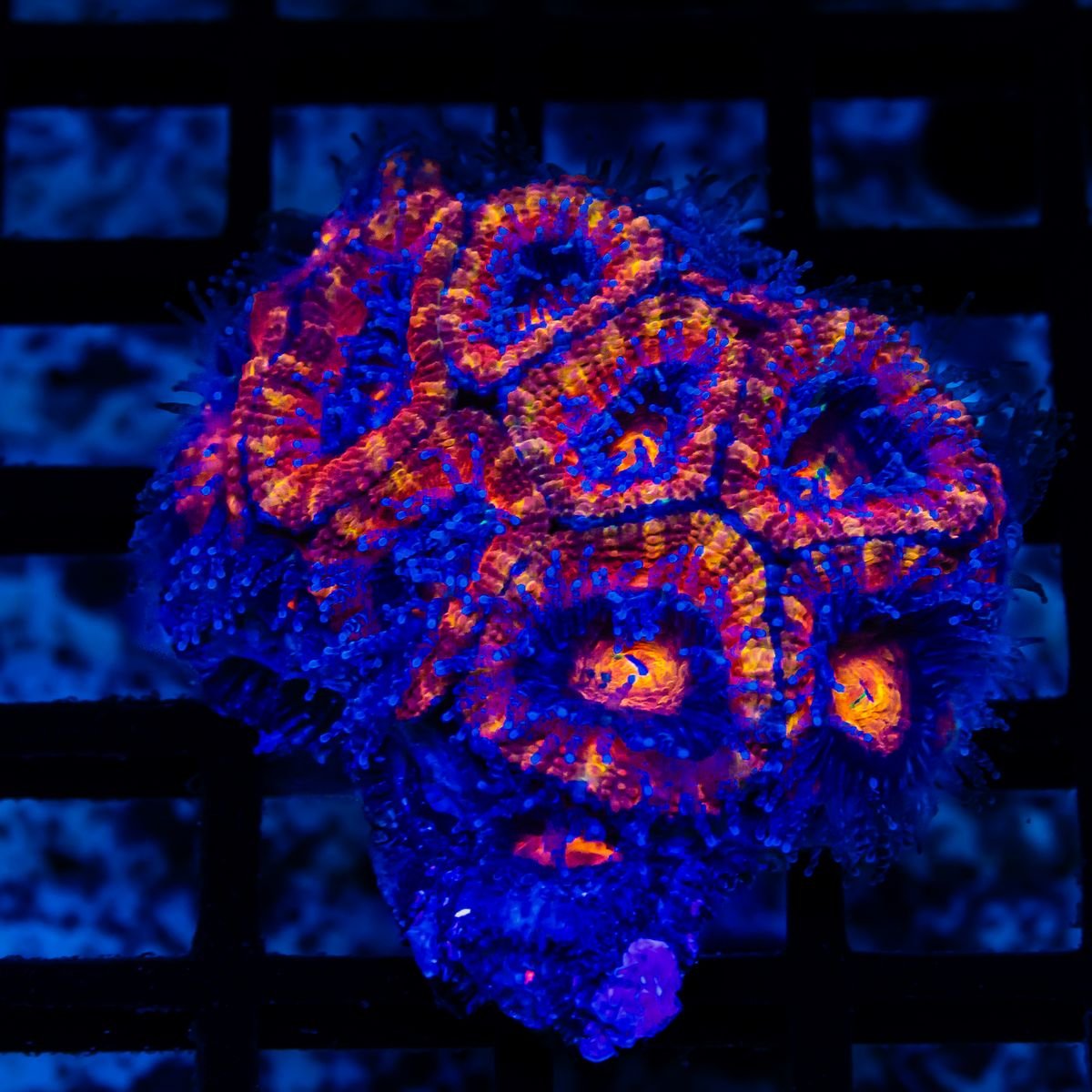 Acan Colony Acans Coralsfor $240 - Large selection of WYSIWYG marine ...