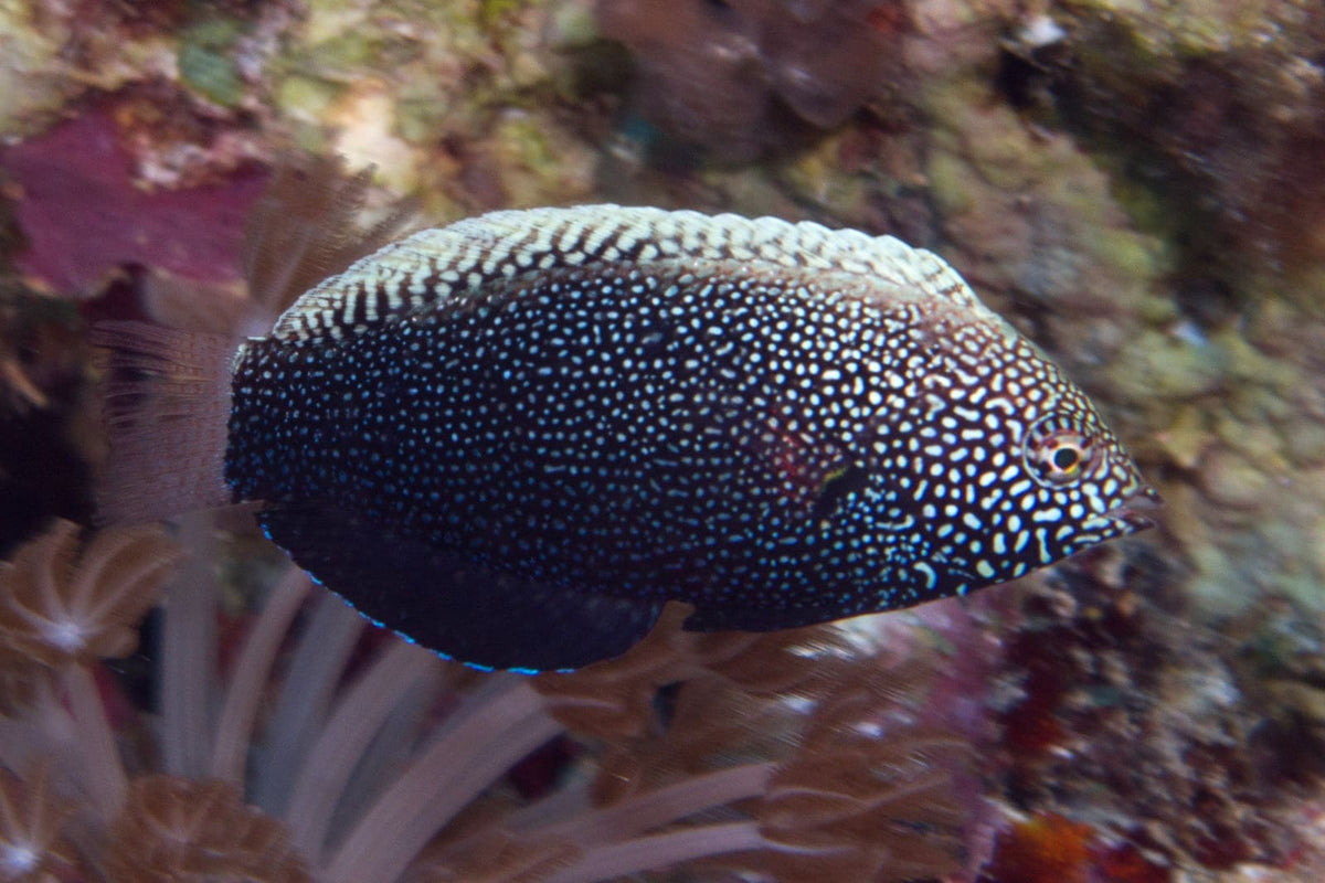 Black Leopard Wrasse (Macropharyngodon Negrosensis) Shop Fishfor $125 ...