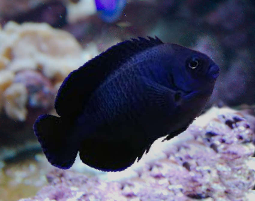 Black Nox Angelfish (Centropyge Nox) Shop Fishfor $50 - Large selection ...