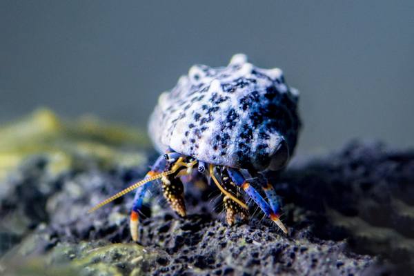 Blue Leg Hermit Crab (Clibanarius Tricolor) Shop Inverts for $10 ...