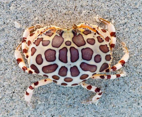 Calico Box Crab (Hepatus Epheliticus) Shop Inverts for $55 - Large ...