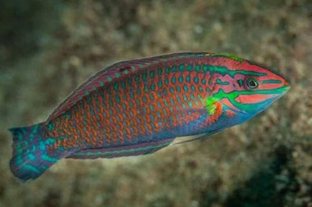 Christmas Wrasse (Halichoeres Claudia) Shop Fishfor $60 - Large ...