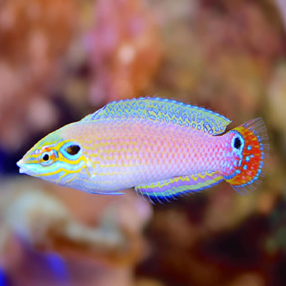 Earmuff Wrasse (Halichoeres Melasmapomus) Shop Fishfor $245 - Large ...