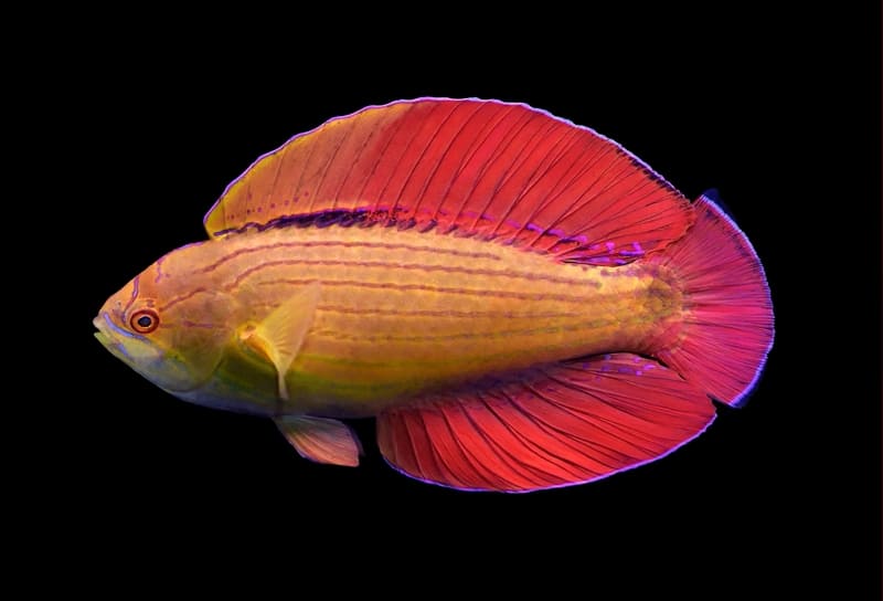 Eight Line Flasher Wrasse (Paracheilinus Octotaenia) Shop Fishfor $140 ...