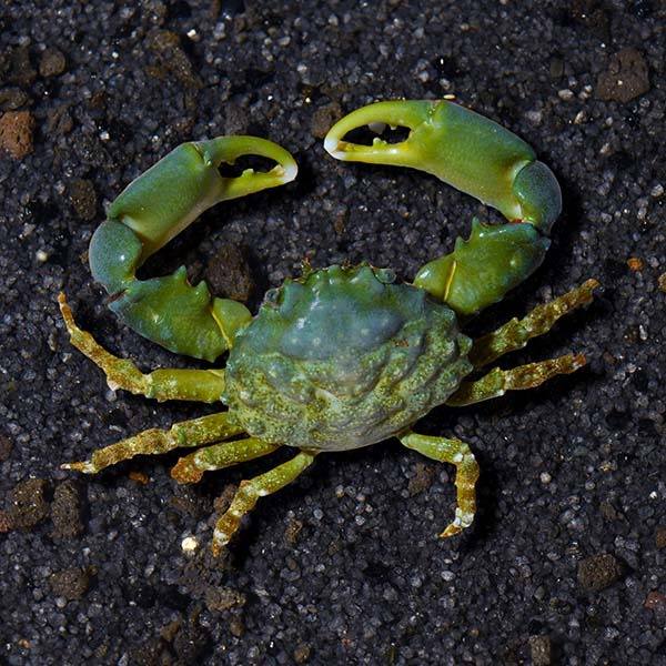 Emerald Crab (Mithraculus Sculptus) Shop Inverts for $12 - Large ...