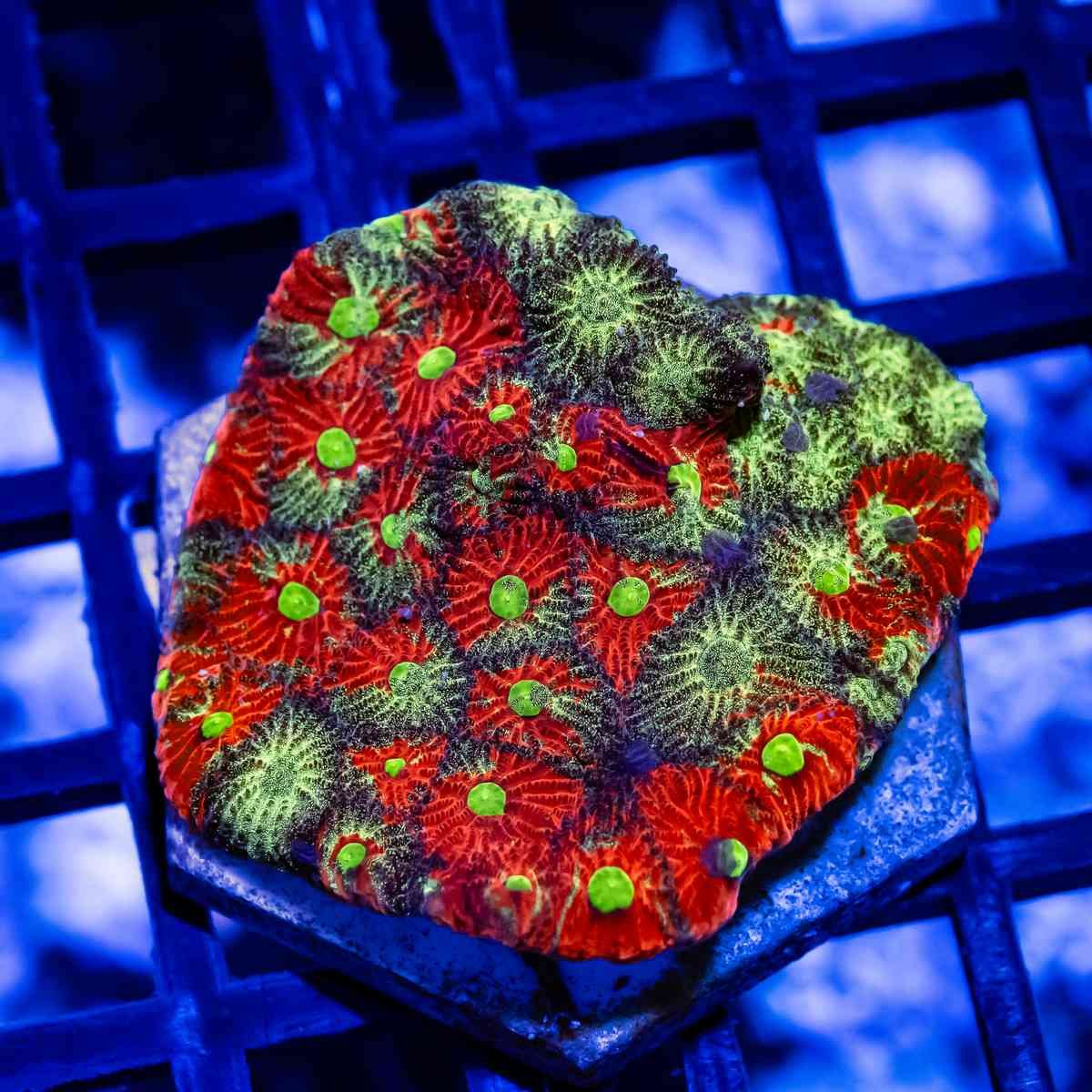 Favites Other LPS for $65 - Large selection of WYSIWYG marine aquarium ...