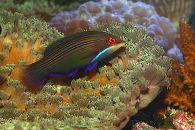 Four Line Wrasse (Pseudocheilinus tetrataenia) Shop Fishfor $200 ...