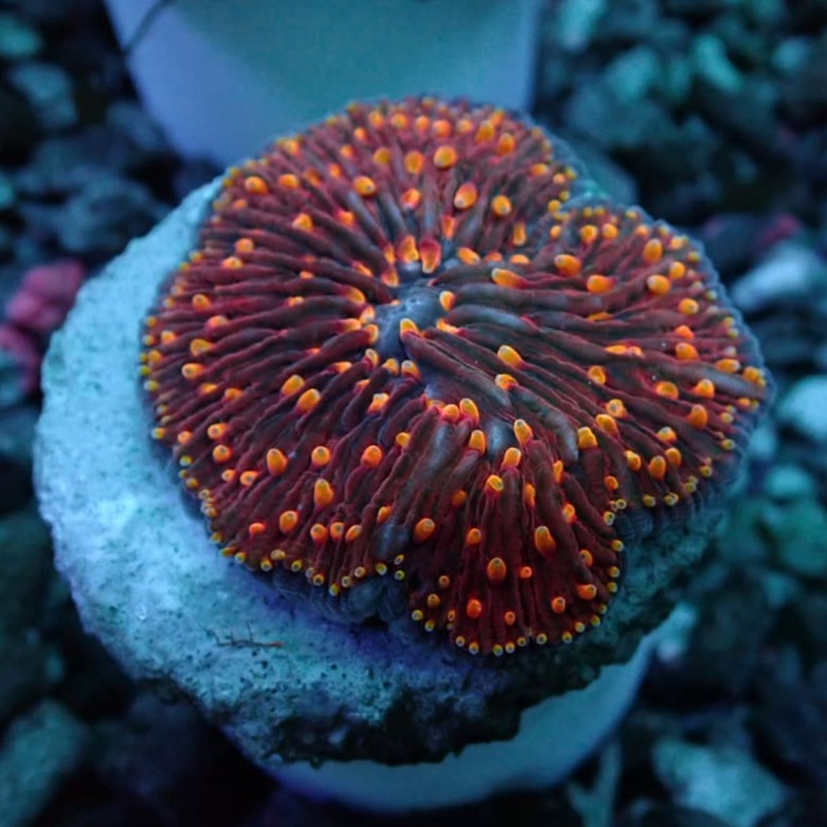 Fungia Smoldering Flame Donut Coralsfor $130 - Large selection of ...
