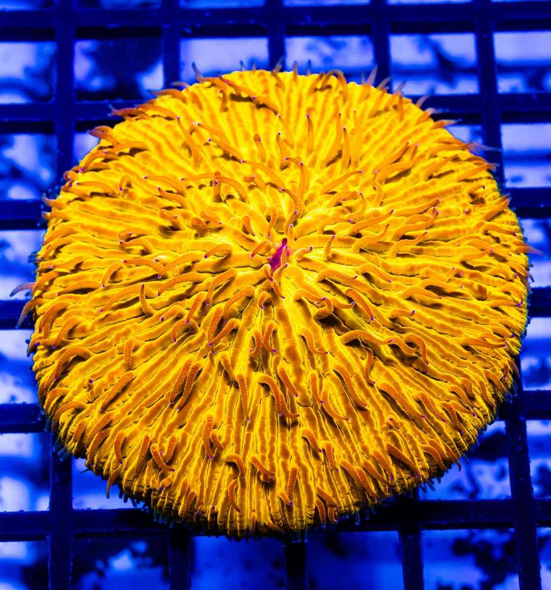 Fungia Yellow Golden Donut Coralsfor $150 - Large selection of WYSIWYG ...