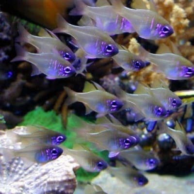 Glass Cardinal Fish (Zoramia Leptacantha) Shop Fishfor $28 - Large ...