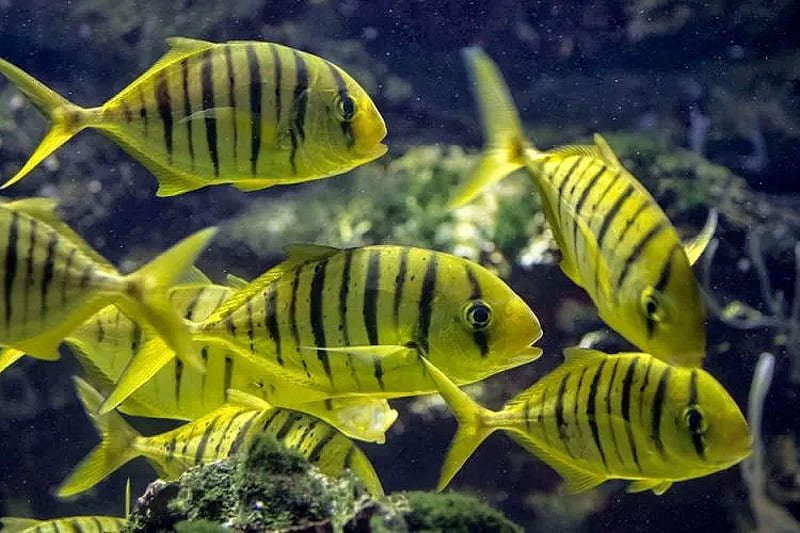 Golden Trevally (Gnathanodon Speciosus) Shop Fishfor $85 - Large ...