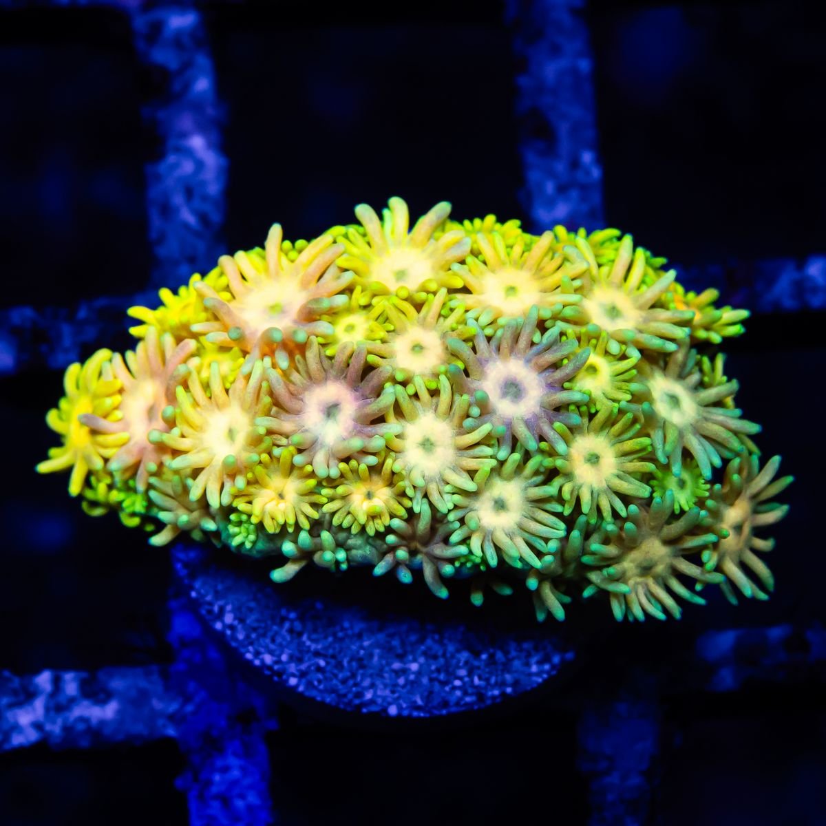 Goniopora Ultra Gonis for $125 - Large selection of WYSIWYG marine ...