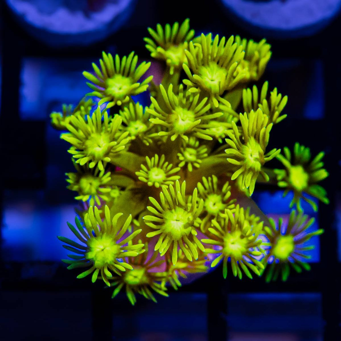 Goniopora Super Ultra (Goniopora sp.) Gonis for $125 - Large selection ...