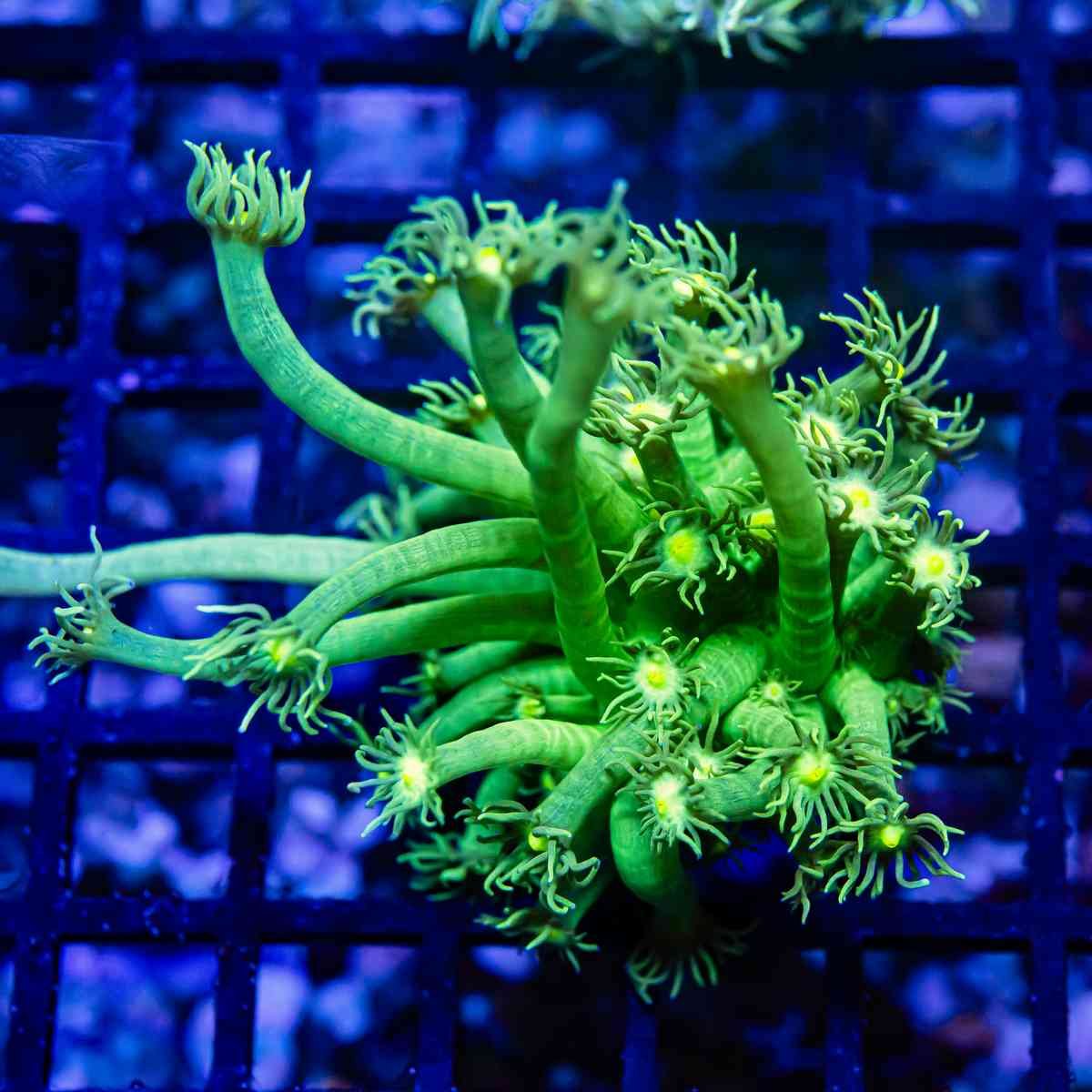 Goniopora Ultra (Goniopora sp.) Gonis for $92 - Large selection of ...